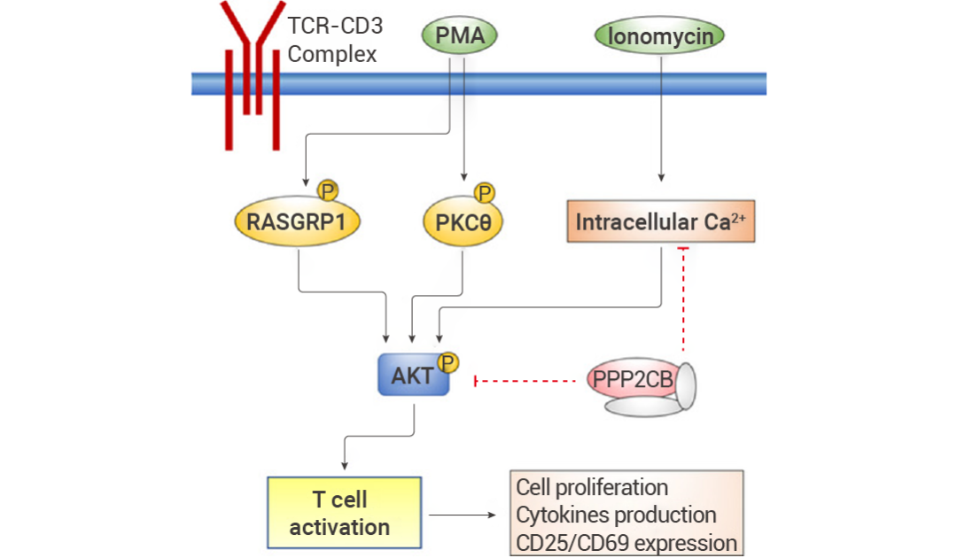 实验操作 | 滴滴! 解锁 T 细胞活化 — 诱导实验秘籍 | MCE - 知乎