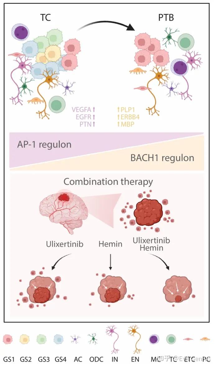 文献分享----单细胞多组学（snRNA + snATAC）揭示胶质母细胞瘤的区域特异性可塑性 - 知乎
