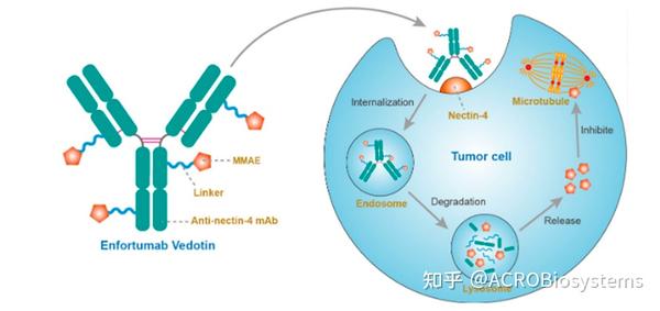 Nectin-4：ADC赛道又一高光靶点 - 知乎