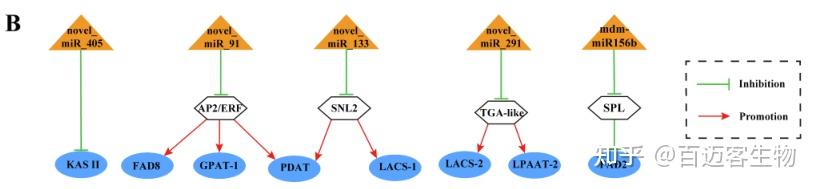 转录后调控研究利器——全转录组ceRNA网络-助力高分文章 - 知乎