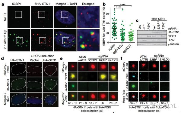 【文献翻译】53BP1-Rif1-Shieldin通过依赖Cst和Polα的填充中和DSB切除 - 知乎