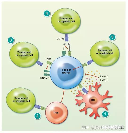 TIGIT靶点调研 - 知乎