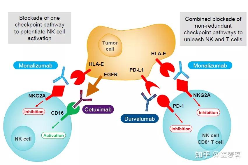 NKG2A单抗肿瘤治疗的II期临床试验最新数据积极，该检查点在新冠治疗的探索中也展现潜力丨医麦新观察 - 知乎