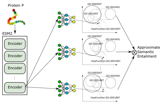 DeepGO-SE：近似语义蕴含的蛋白质功能预测 - 知乎