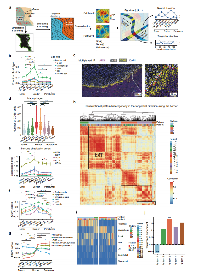 Cell Res Stereo Seq揭示人类肝癌浸润区促进肝细胞 肿瘤细胞串扰、局部免疫抑制和肿瘤进展 知乎