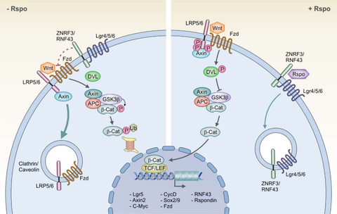 RSPO1-类器官培养的关键细胞因子 - 知乎