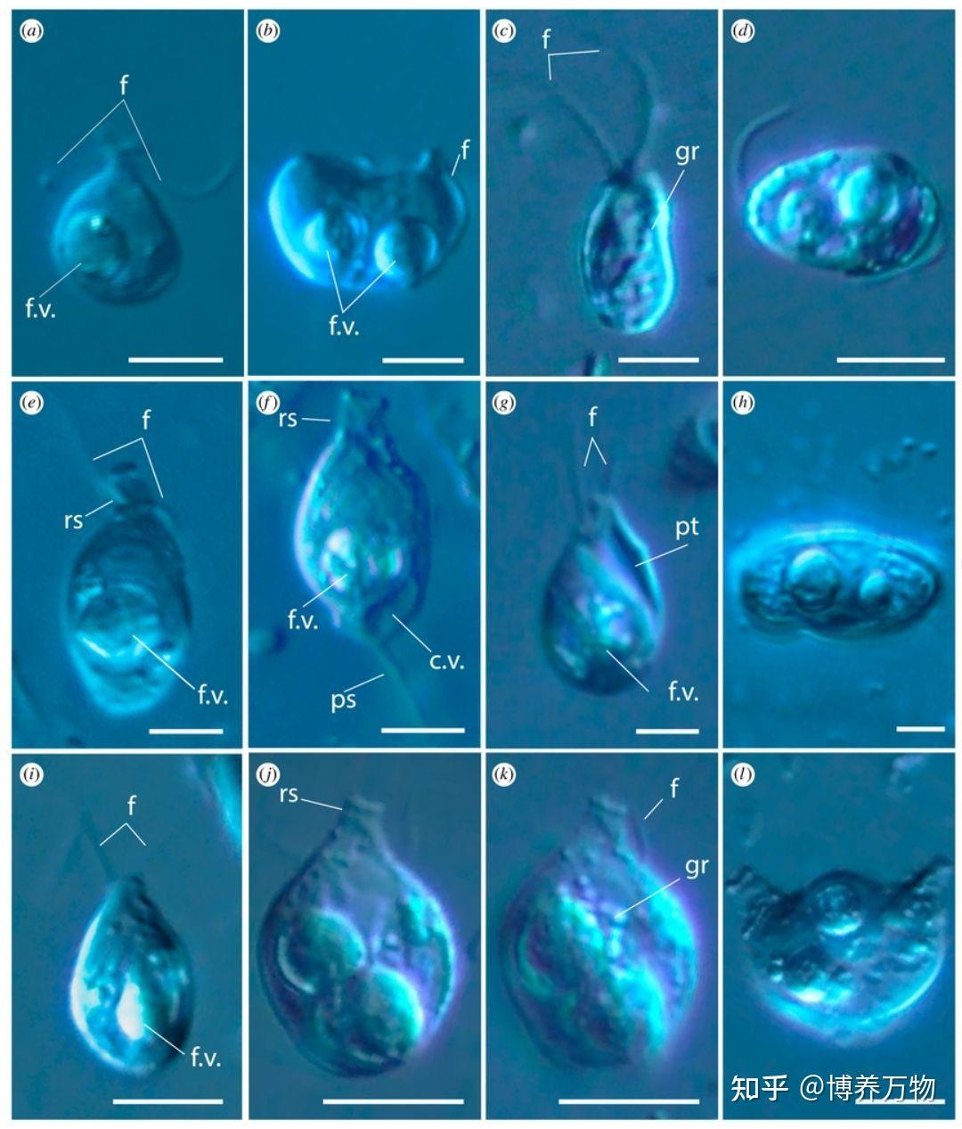 网鞭虫门Telonemⅰa ：形态特征最原始的色藻，却身世成谜 - 知乎