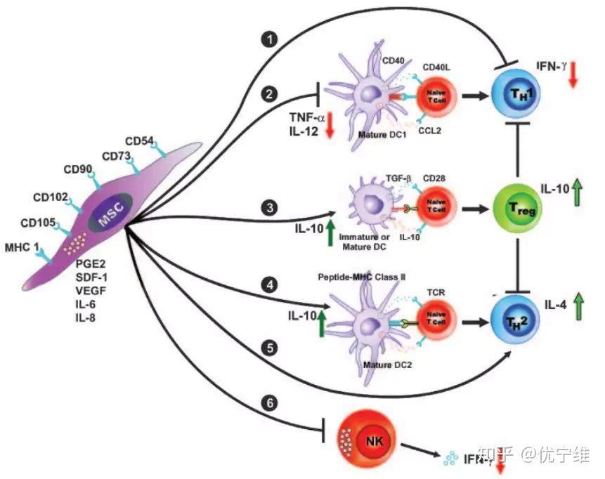 流式细胞术在干细胞研究中的应用 - 知乎