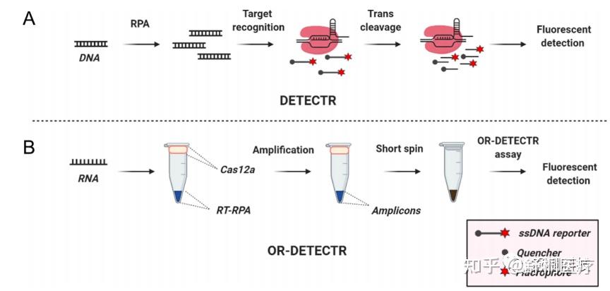知识分享 | 基于CRISPR/Cas系统的诊断技术 - 知乎