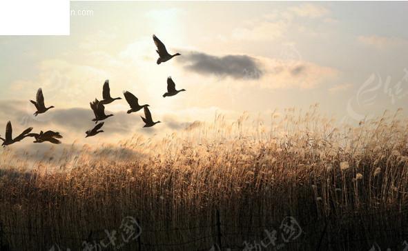 外国诗歌试译（2） - 知乎