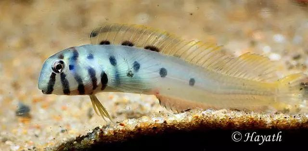 来自海底的“外星青蛙”（作者：黄花菜） - 知乎