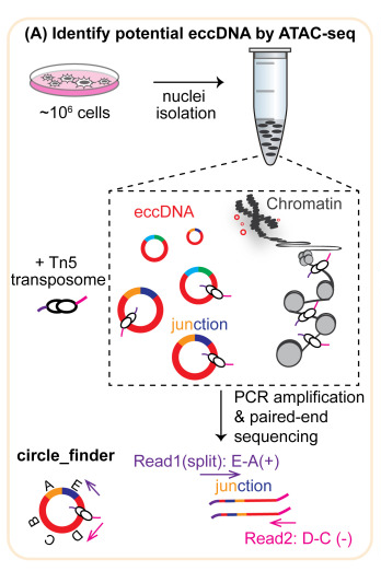 先收藏：2022年 eccDNA 研究现况汇总 - 知乎