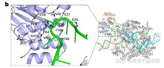 基于TadA-8e的CBE工具开发 - 知乎