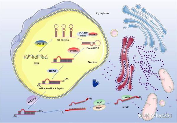 miRNA在神经退行性疾病中的作用 - 知乎