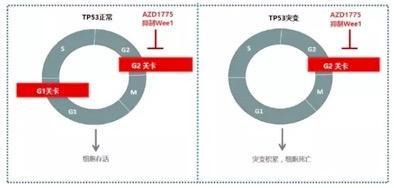TP53基因突变与药物（二） - 知乎