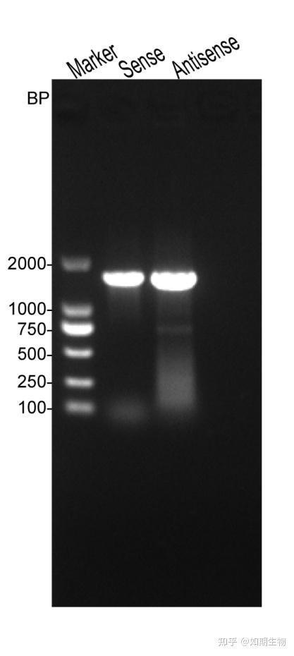 RNA pull down 试剂盒 - 知乎