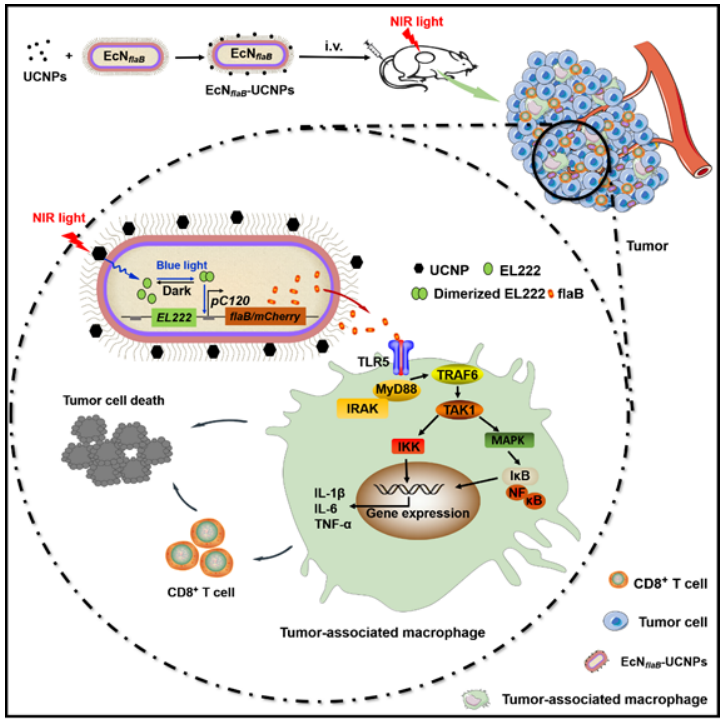 AdvancedMaterials IF=32 | 华科朱艳红/张燕/杨祥良构建工程菌实现近红外纳米光基因激活的癌症免疫治疗 - 知乎