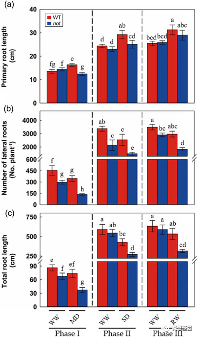 【Plant Cell Environ】土壤干燥和恢复过程中ABA对根系生长的调节与生长素反应相关 - 知乎