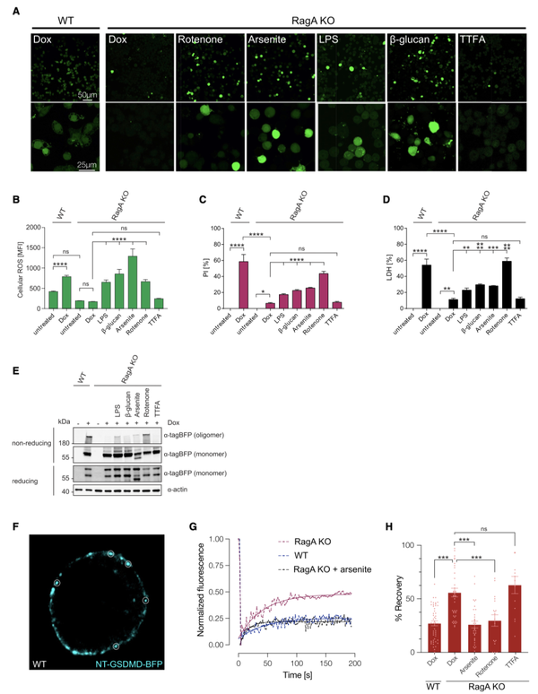 Cell Reports丨Gasdermin D 的成孔活性对氧化还原敏感 - 知乎