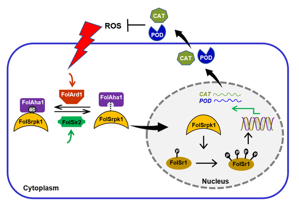 EMBO Journal | 青岛农业大学梁文星团队揭示植物病原真菌清除寄主ROS新机制 - 知乎