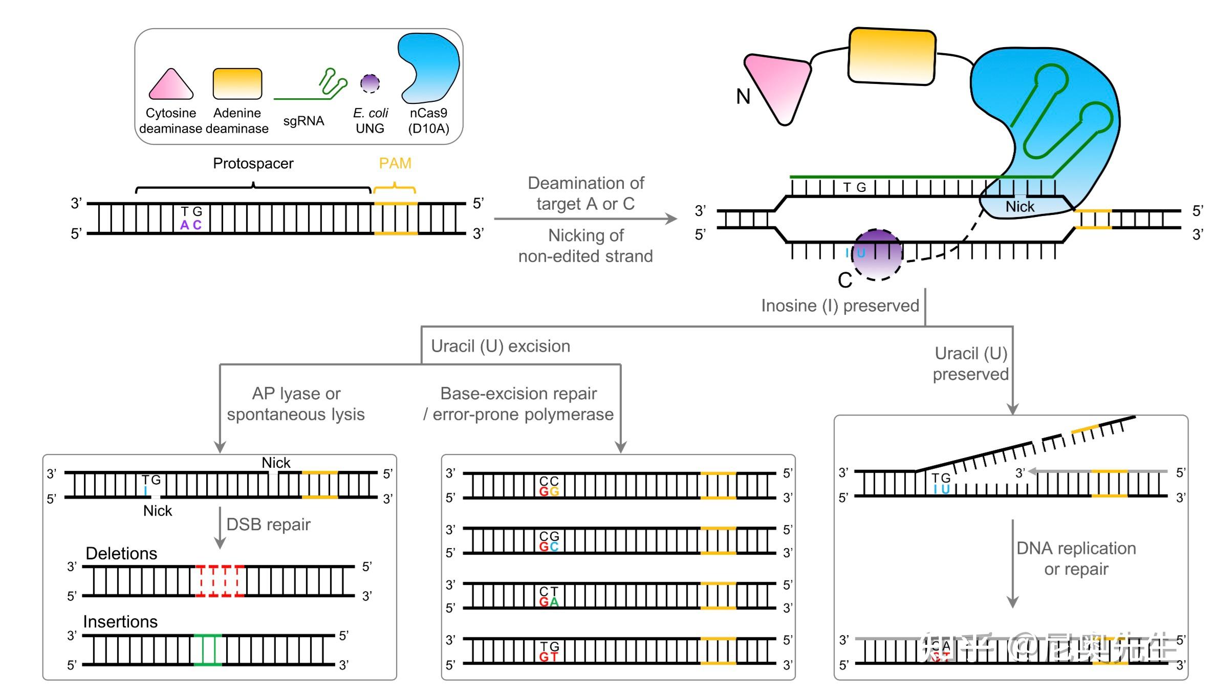 AGBE：新型融合双碱基编辑器 - 知乎