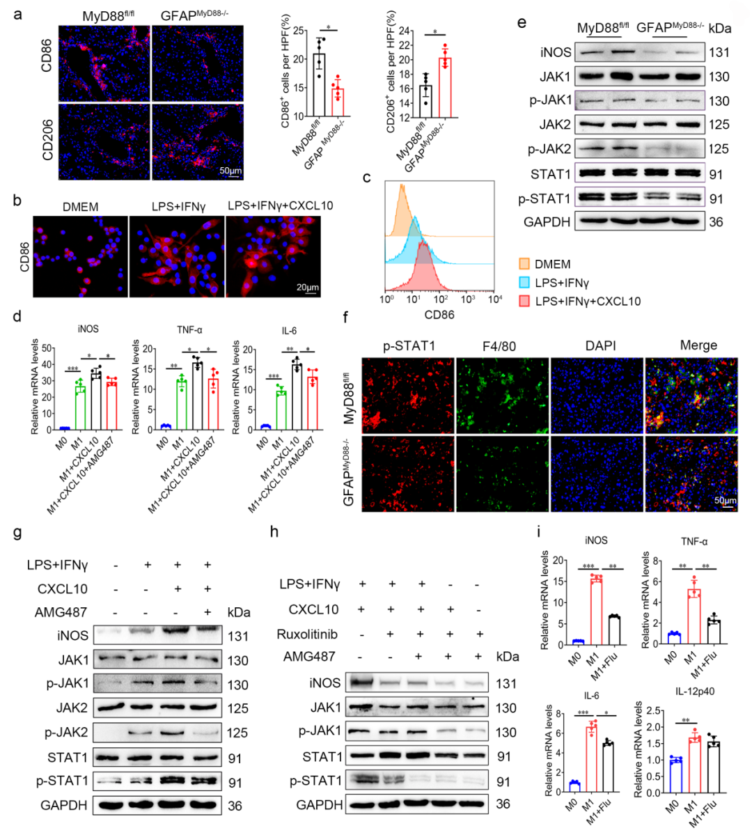 Cell Death Dis︱ 张金华课题组揭示肝纤维化新机制：肝星形细胞中MyD88通过促进巨噬细胞M1极化增强肝纤维化 - 知乎
