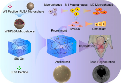 《ACS AMI》：微球-凝胶复合的双重释放体系用于骨缺损的治疗 - 知乎