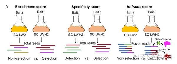 Y2H- SCORES与Y2H-Seq技术相结合鉴定MLA免疫受体的相互作用 - 知乎