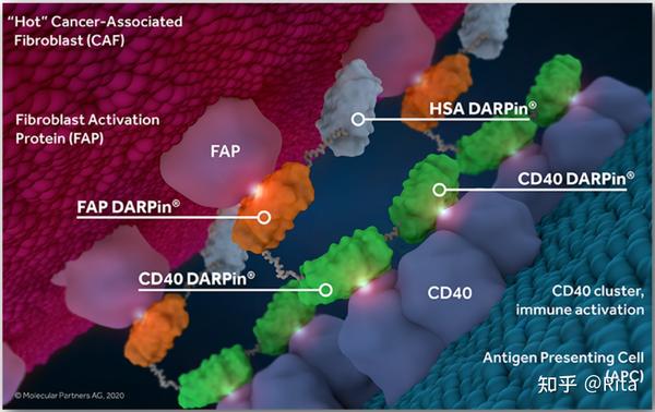 擒贼先擒王：靶向FAP抑制TME - 知乎