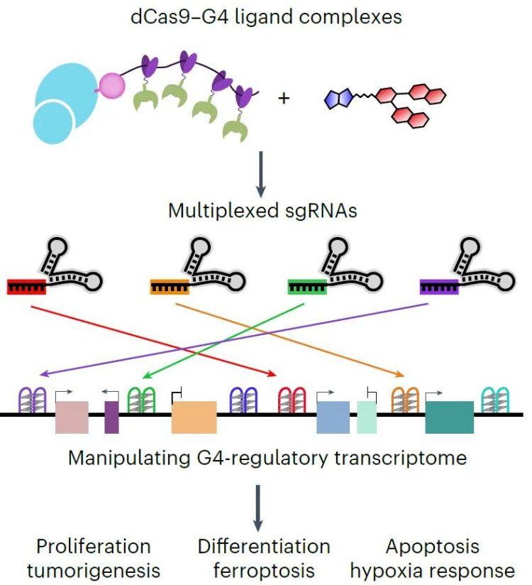 Nat Cell Biol：曲晓刚团队开发特异性靶向DNA G-四链体新技术 - 知乎