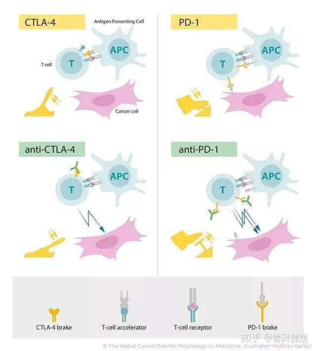 CTLA-4和PD-1发现者获得2018年诺贝尔生理或医学奖 - 知乎