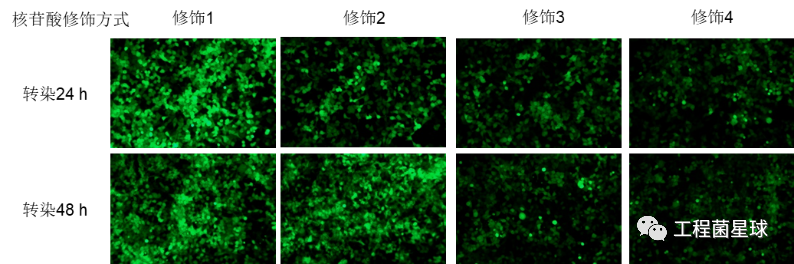 一分钟找好mRNA科研好“基”友(一): eGFP报告基因 - 知乎