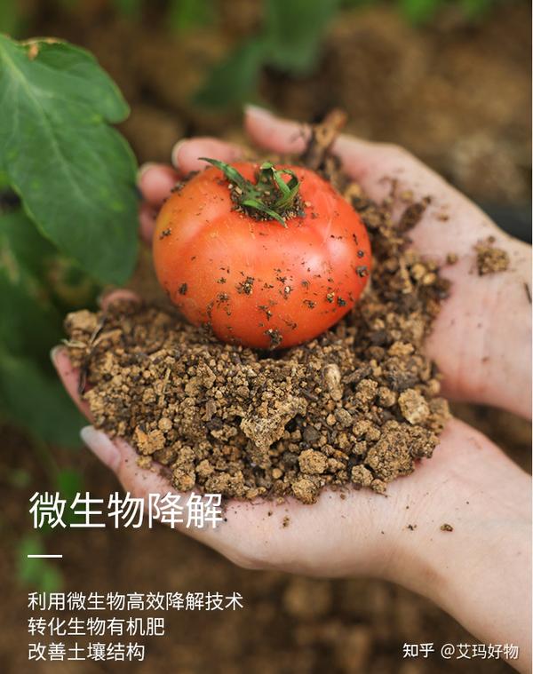 为什么感觉现在的西红柿吃不出「小时候的味道」了? 知乎