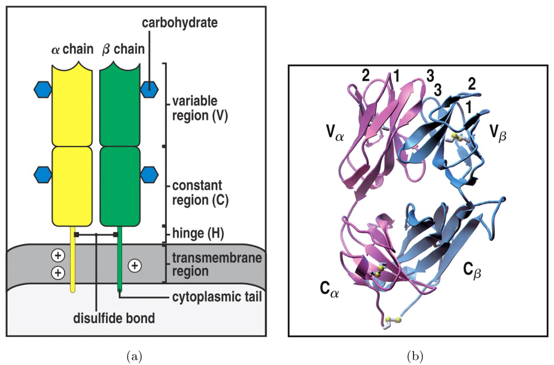 全面认识T细胞免疫 - 知乎