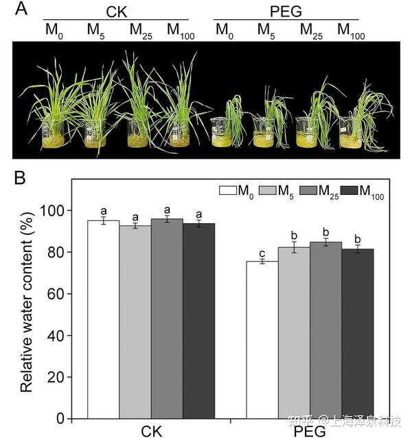 外源褪黑素通过类囊体蛋白的可逆磷酸化提高渗透胁迫下小麦光系统II的光合效率 - 知乎