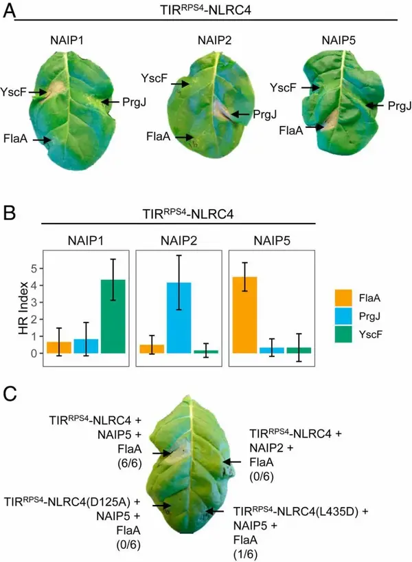 PNAS | 在植物中重构哺乳动物炎症小体，揭示植物TIR-NLR的作用机制 - 知乎