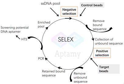 蛋白靶标的核酸适配体筛选全过程 - 知乎