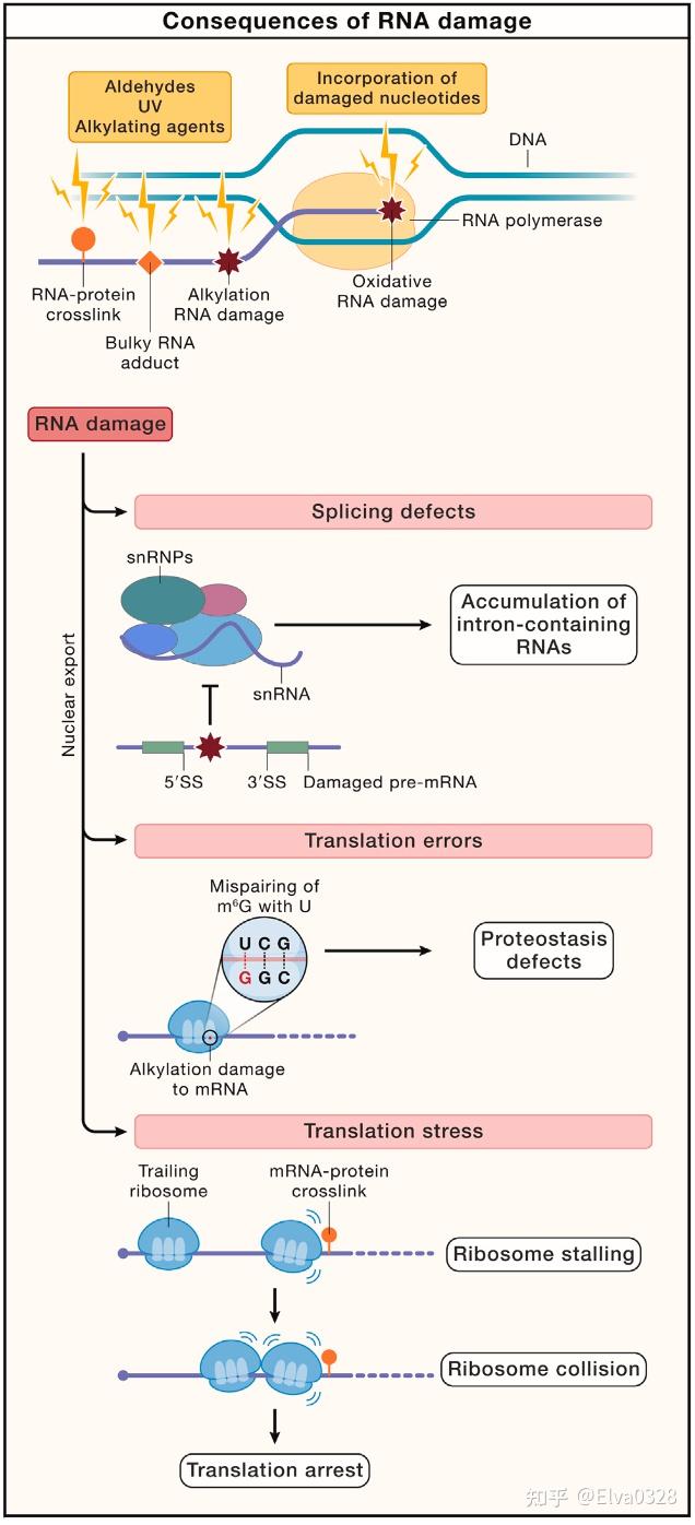 RNA损伤响应：机制、疾病与治疗🧬 - 知乎