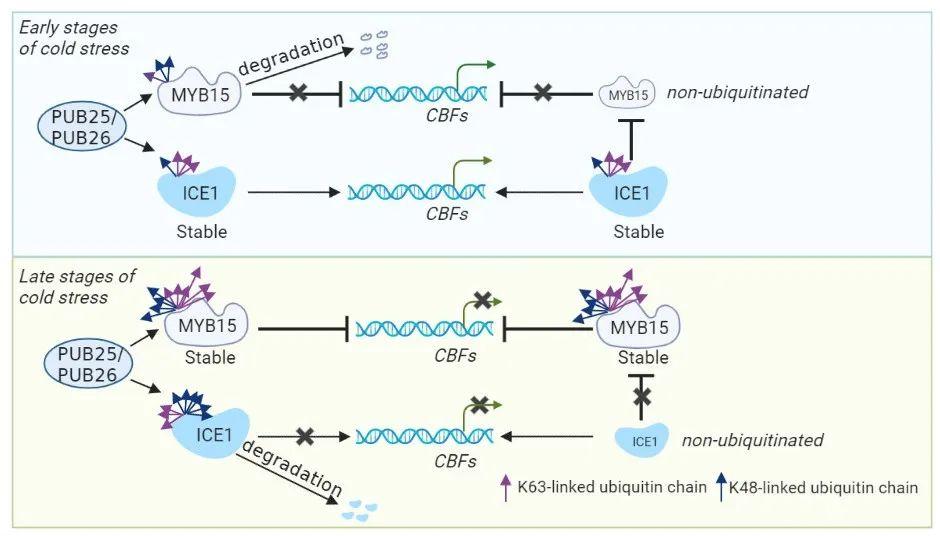 Plant Cell | 中国农业大学杨淑华/丁杨林团队揭示E3泛素连接酶PUB25/PUB26动态调控植物低温应答新机制 - 知乎