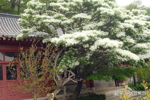 这个小众的花卉花开如雪、芳香四溢，你见过吗？ - 知乎