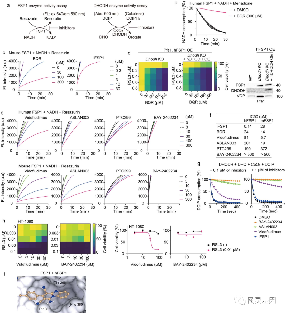 Nature | DHODH抑制剂促铁死亡机制，及发现技术路线 - 知乎