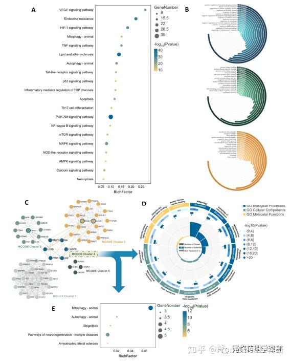 IF10.334|整合网络分析和实验验证揭示益气活血方治疗心肌缺血/再灌注损伤的线粒体自噬相关机制 - 知乎