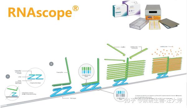 RNAscope 在神经元标志物鉴定中的应用 - 知乎