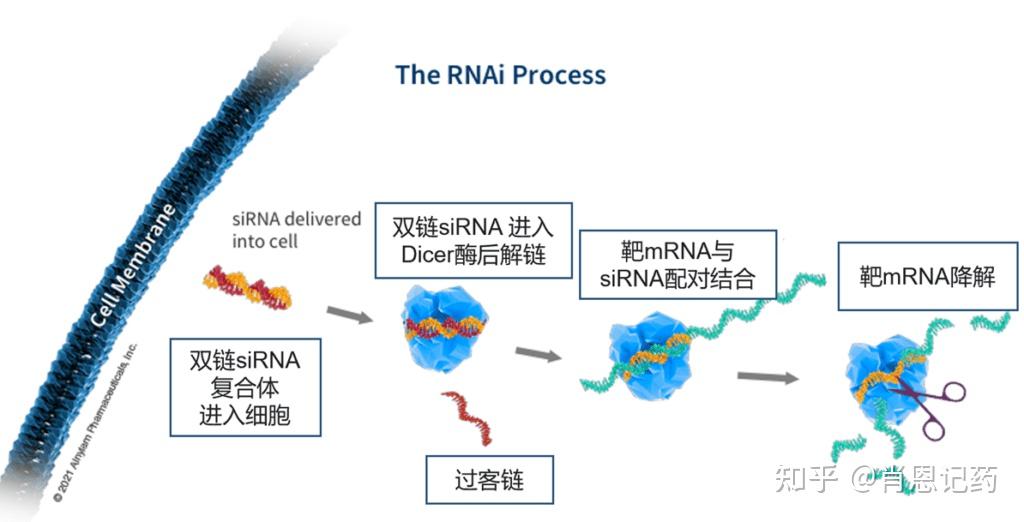 如何记住所有FDA批准生物药？| PCSK9 siRNA药物 | 英克司兰钠注射液 | 小干扰RNA长效降胆固醇 - 知乎