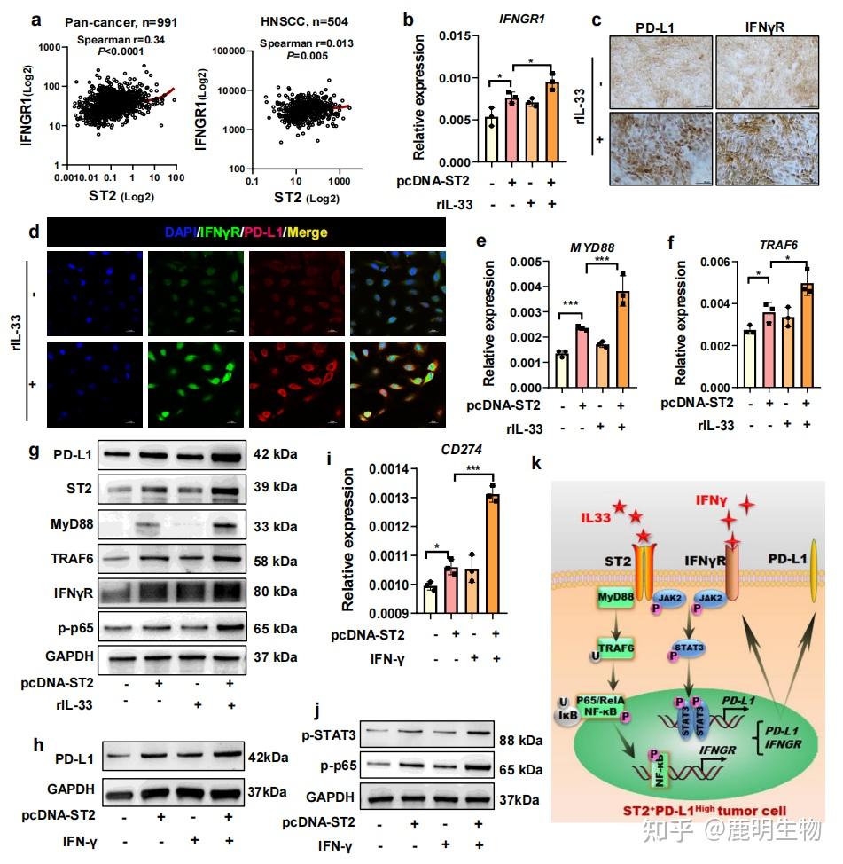 IL-33/ST2 信号促进口腔鳞癌中组成型和诱导型PD-L1的表达 - 知乎