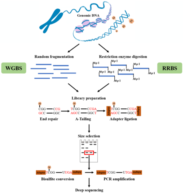 #微观探索人体奥秘# 044 甲基化测序技术（中） - 知乎