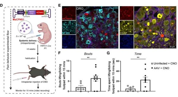 [枢密新品]针对非人灵长类高效跨血脑屏障的AAV载体[AAV-MaCPNS1和MaCPNS2血清型] - 知乎