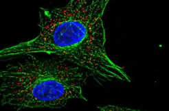 FITC cy3/cy3.5/cy5荧光标记紫杉醇Taxol/盐酸阿霉素ADR/卡培他滨/氟尿嘧啶 等药物 - 知乎