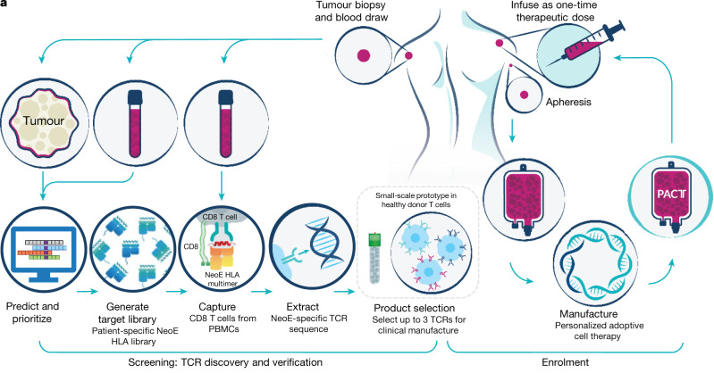 Nature 重磅：基于CRISPR开发的非病毒精准 T 细胞受体细胞疗法 - 知乎