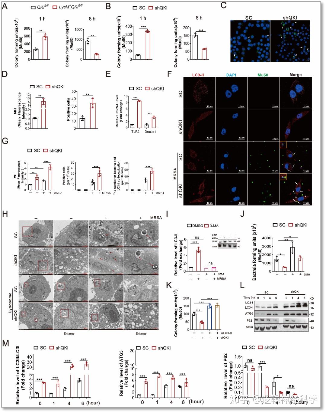 Cell Biosci︱空军军医大学汪莉/卢兹凡团队发现RNA结合蛋白QKI有望成为治疗耐甲氧西林金黄色葡萄球菌感染的新靶点 - 知乎